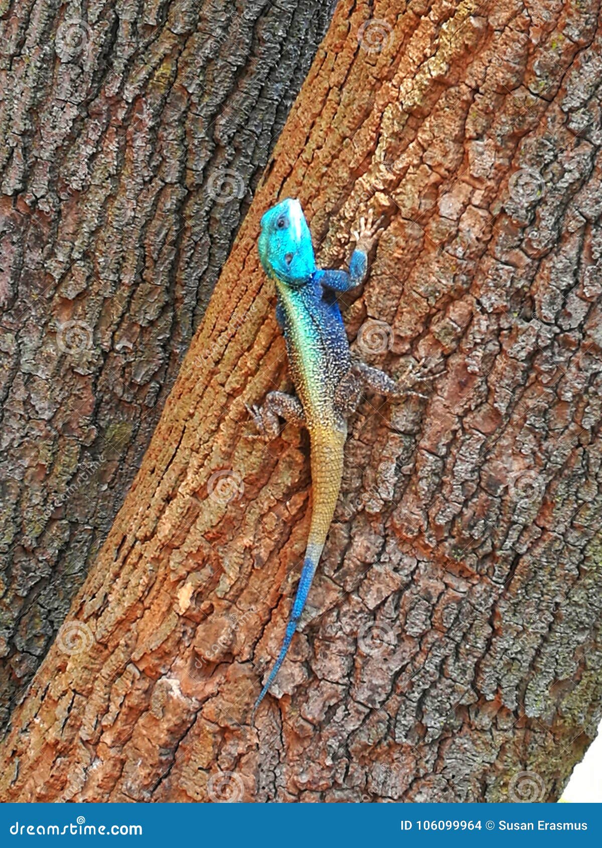 Bloukop Koggelmander foto de stock. Imagem de azul, cores - 106099964