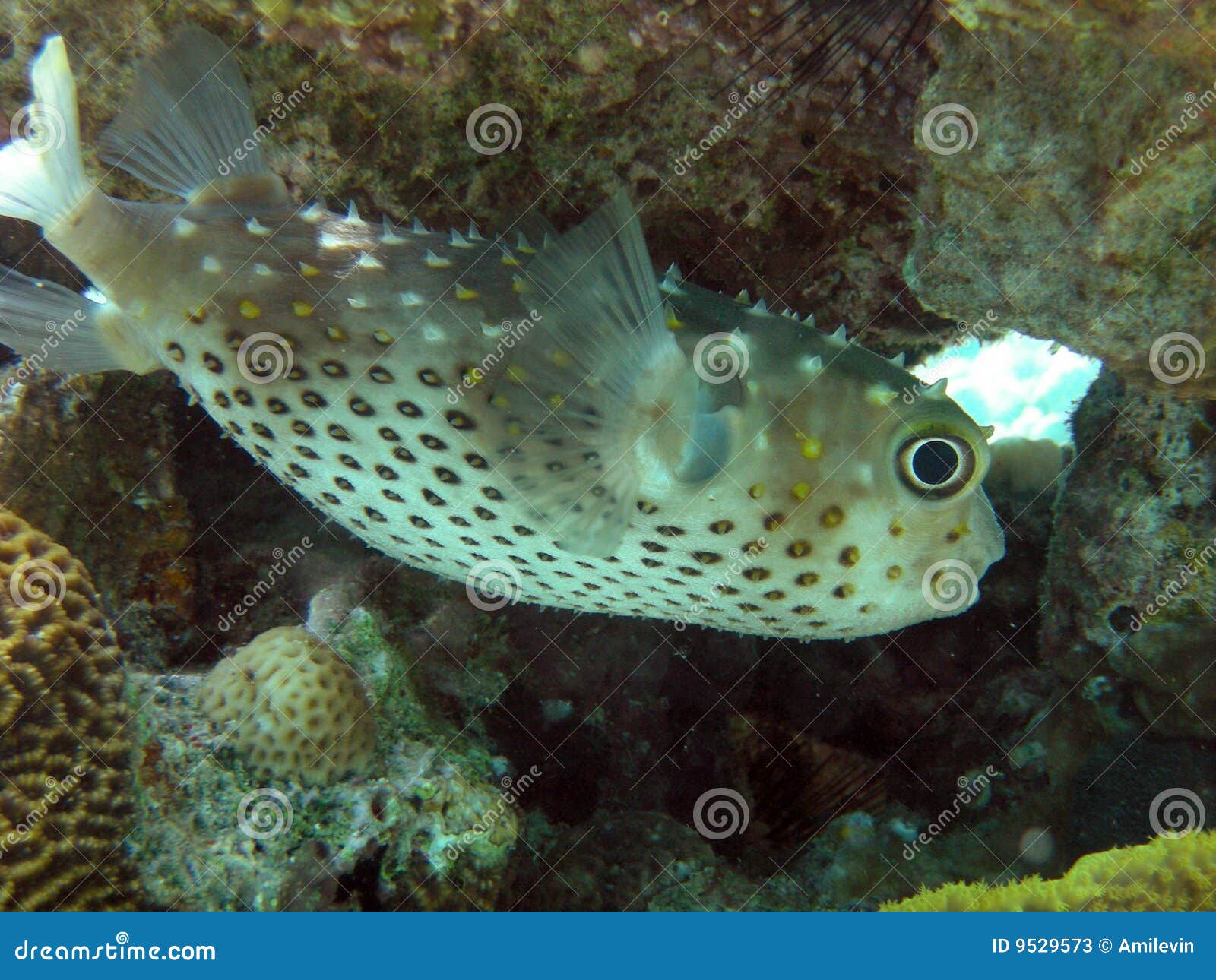 Blow fish stock image. Image of fins, eilat, coral, underwater - 9529573