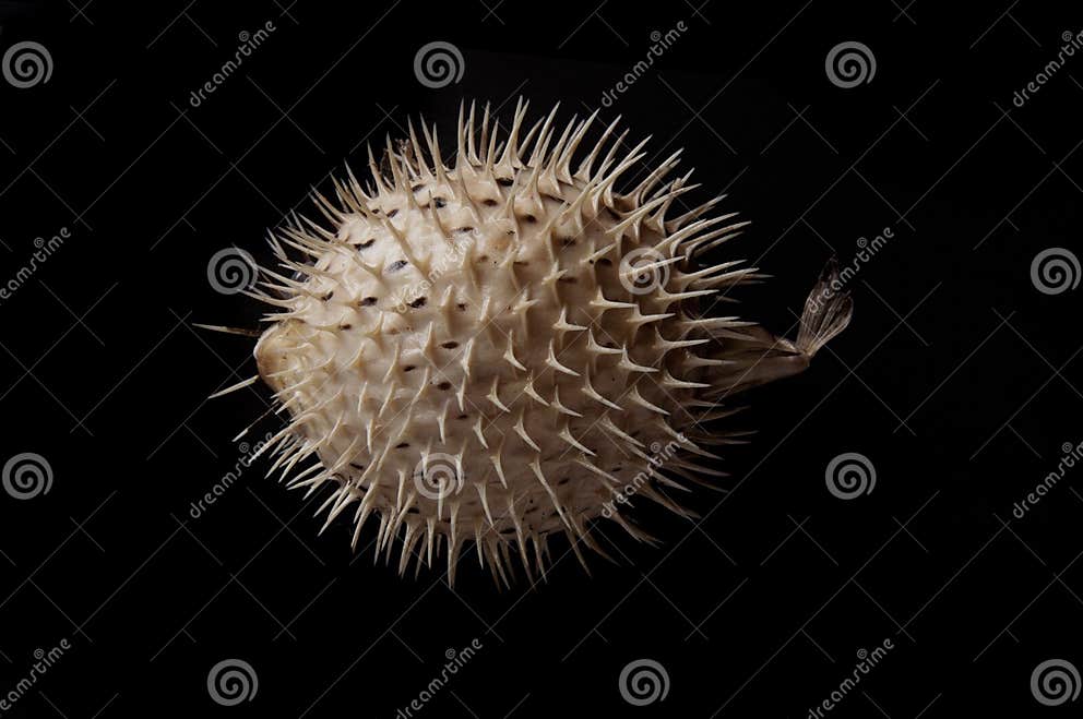 Blow fish or globe fish stock photo. Image of japanese - 11080230