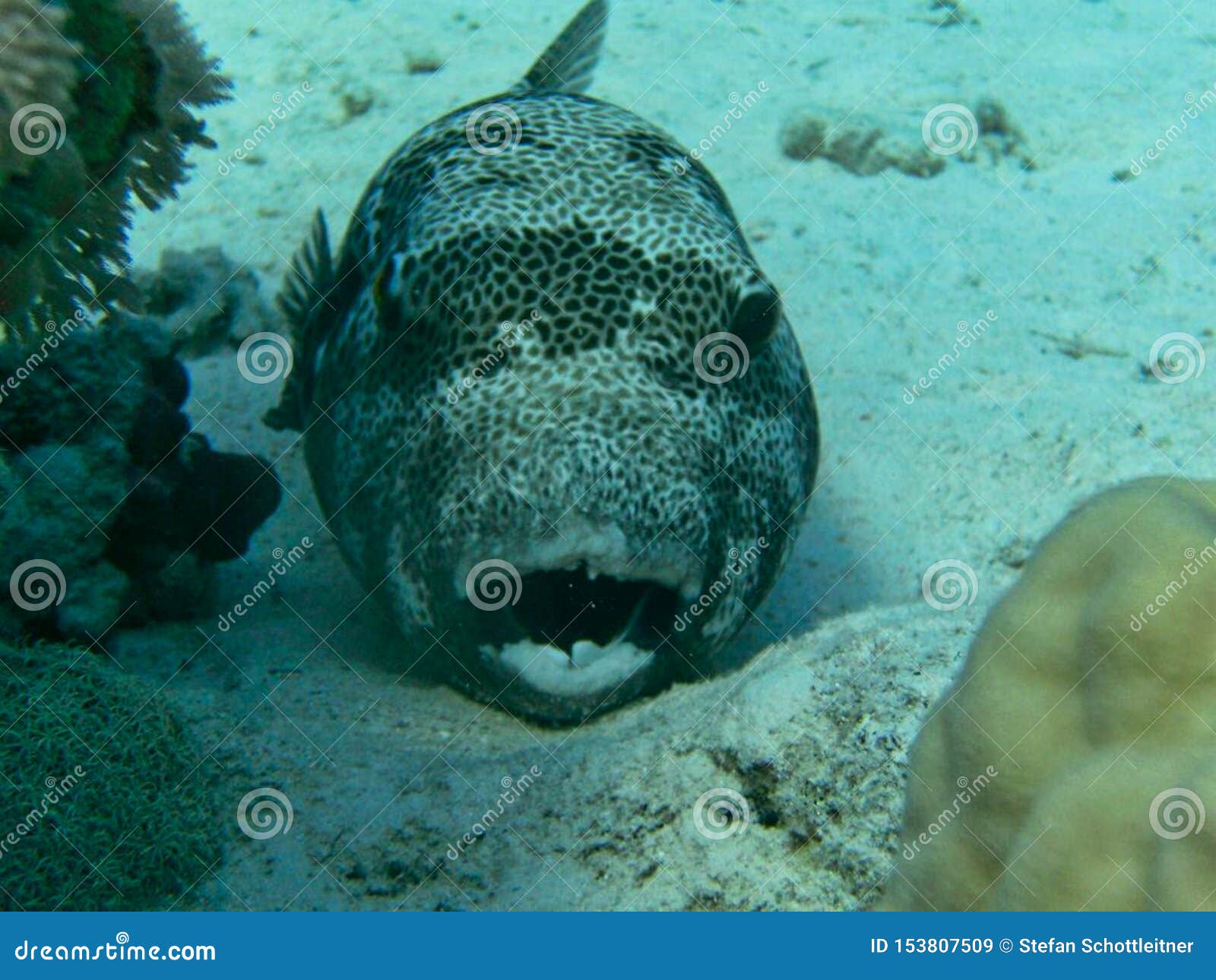 A blow fish in the sand stock image. Image of blowfish - 153807509