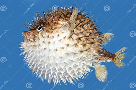 Blow fish side view stock photo. Image of diodon, prickly - 7689342