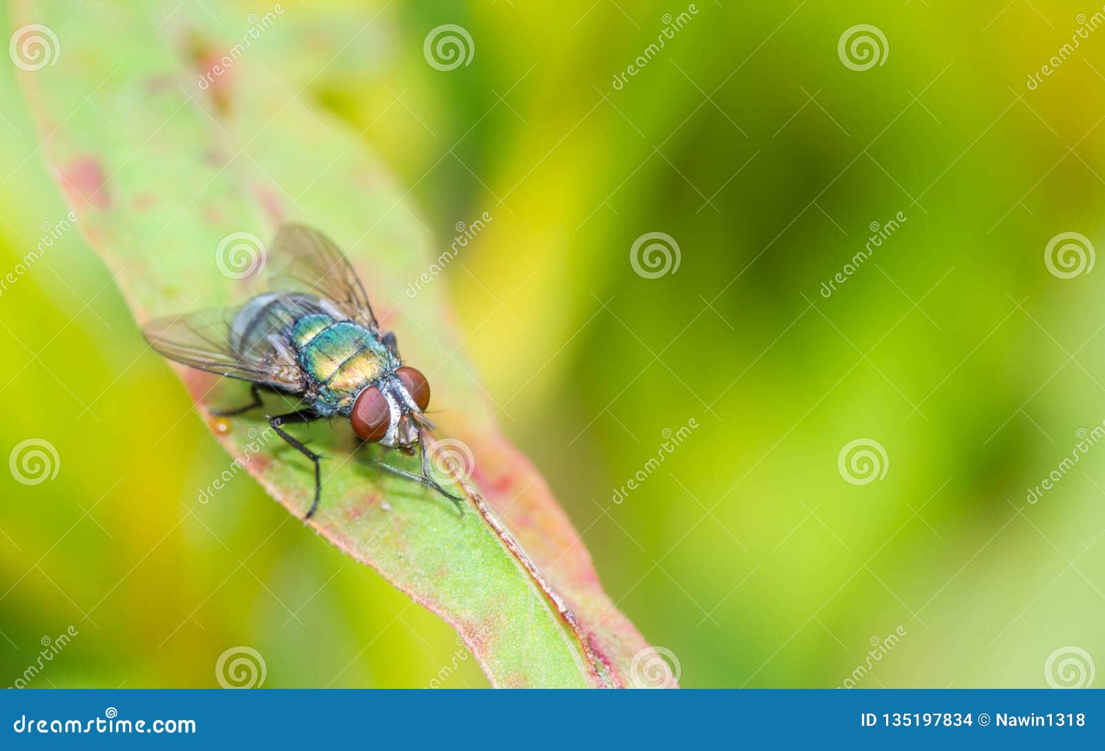 Blow Fly; Chrysomya Megacephala on Leaf Stock Photo - Image of insects ...