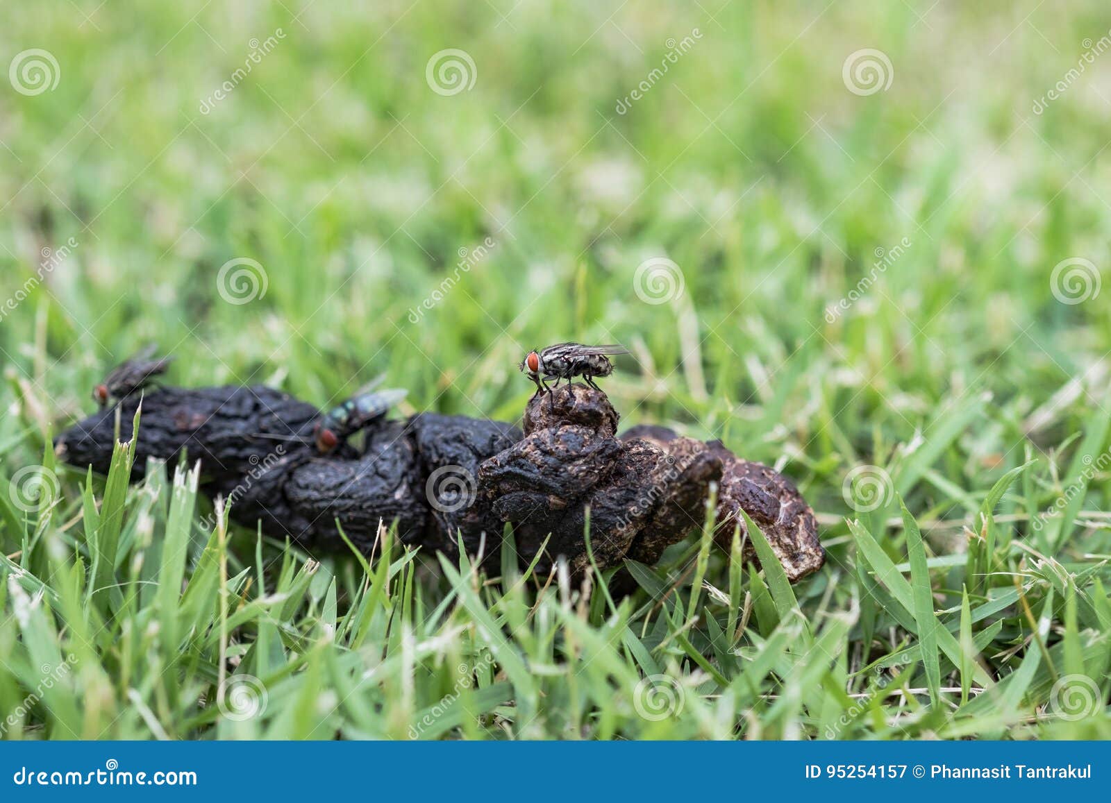 Blow Fly on Dog Poop. stock image. Image of poop, summer - 95254157