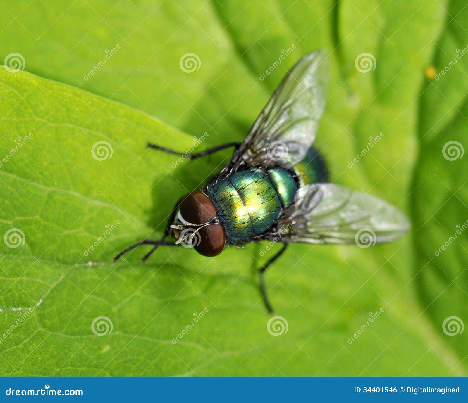 Blow-fly stock photo. Image of green, blowfly, eyes, infection - 34401546