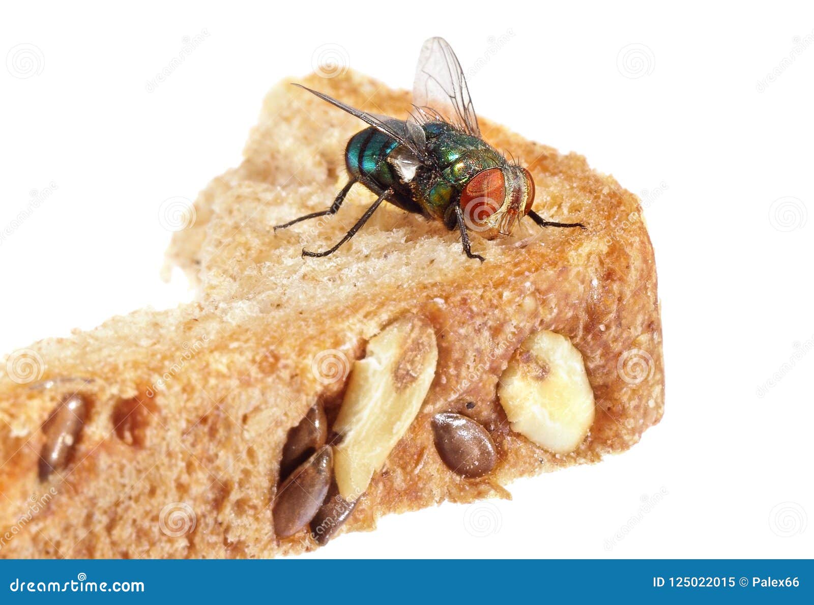 Blow Fly stock image. Image of insect, sliced, bread - 125022015