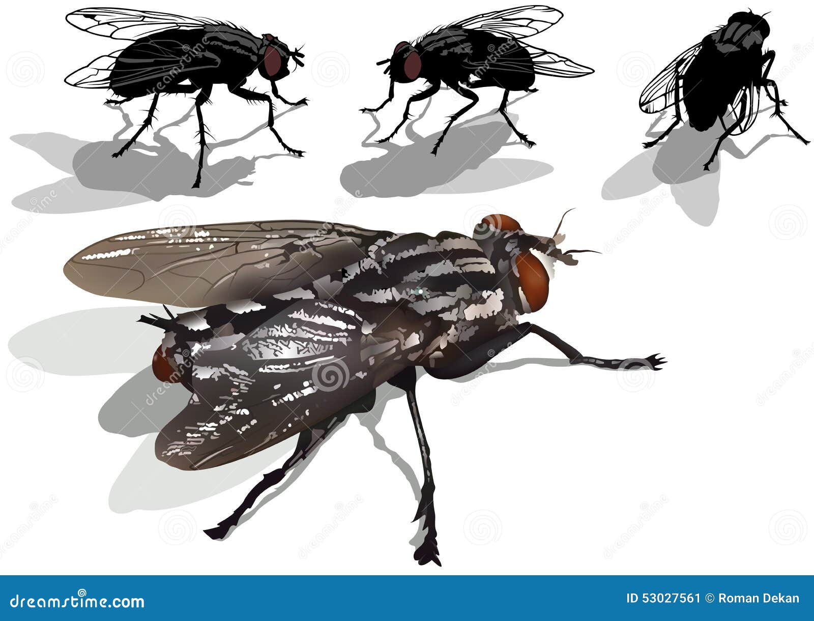 Blow fly stock vector. Illustration of blowfly, bluebottles - 53027561