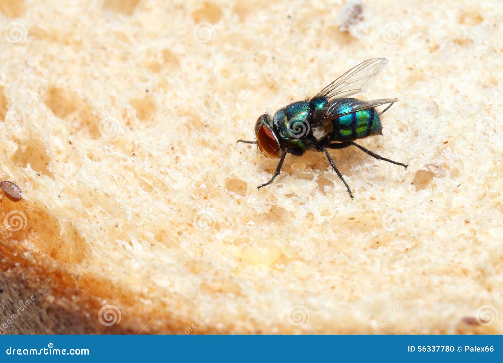 Blow fly stock photo. Image of macro, infection, biological - 56337780