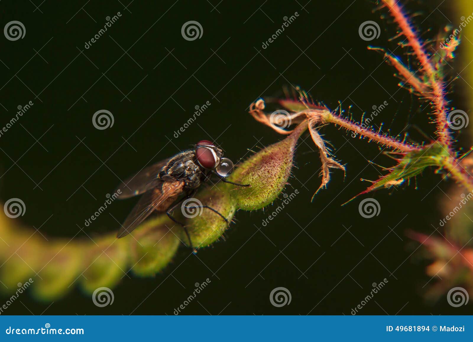 Blow fly stock photo. Image of invertebrate, pest, outdoor - 49681894