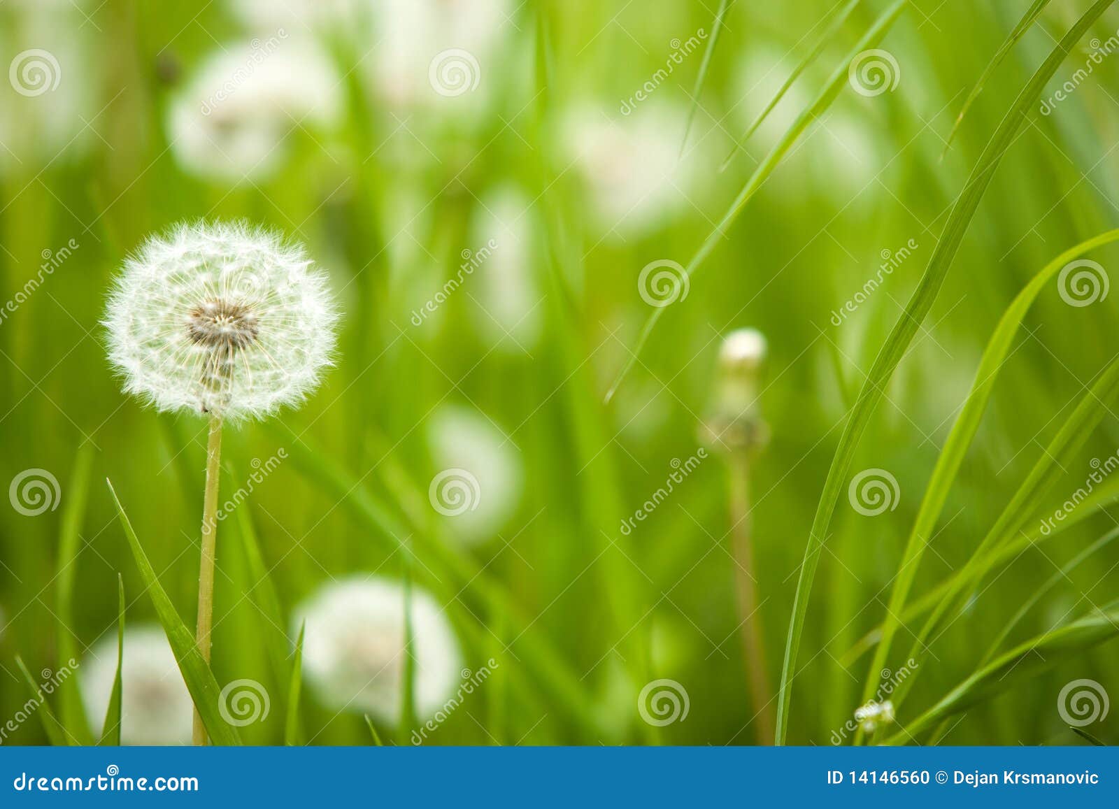 Blowball stock photo. Image of weed, detail, nature, summer - 14146560
