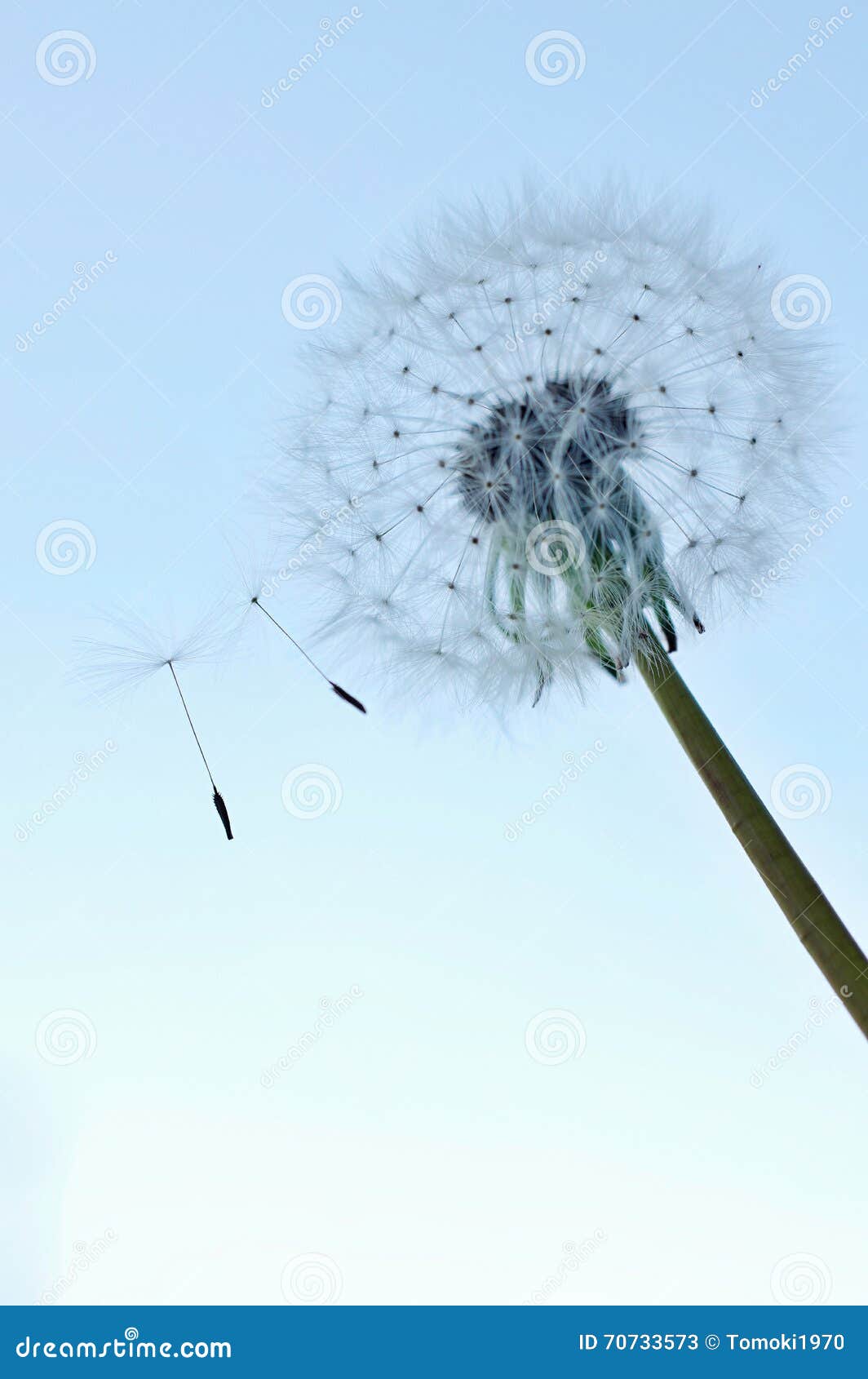 1,065 Floating Seeds Photos - Free & Royalty-Free Stock Photos from ...