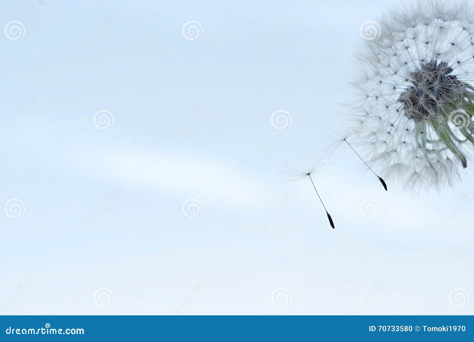 Dandelion Floating Seeds Stock Photos - Download 331 Royalty Free Photos