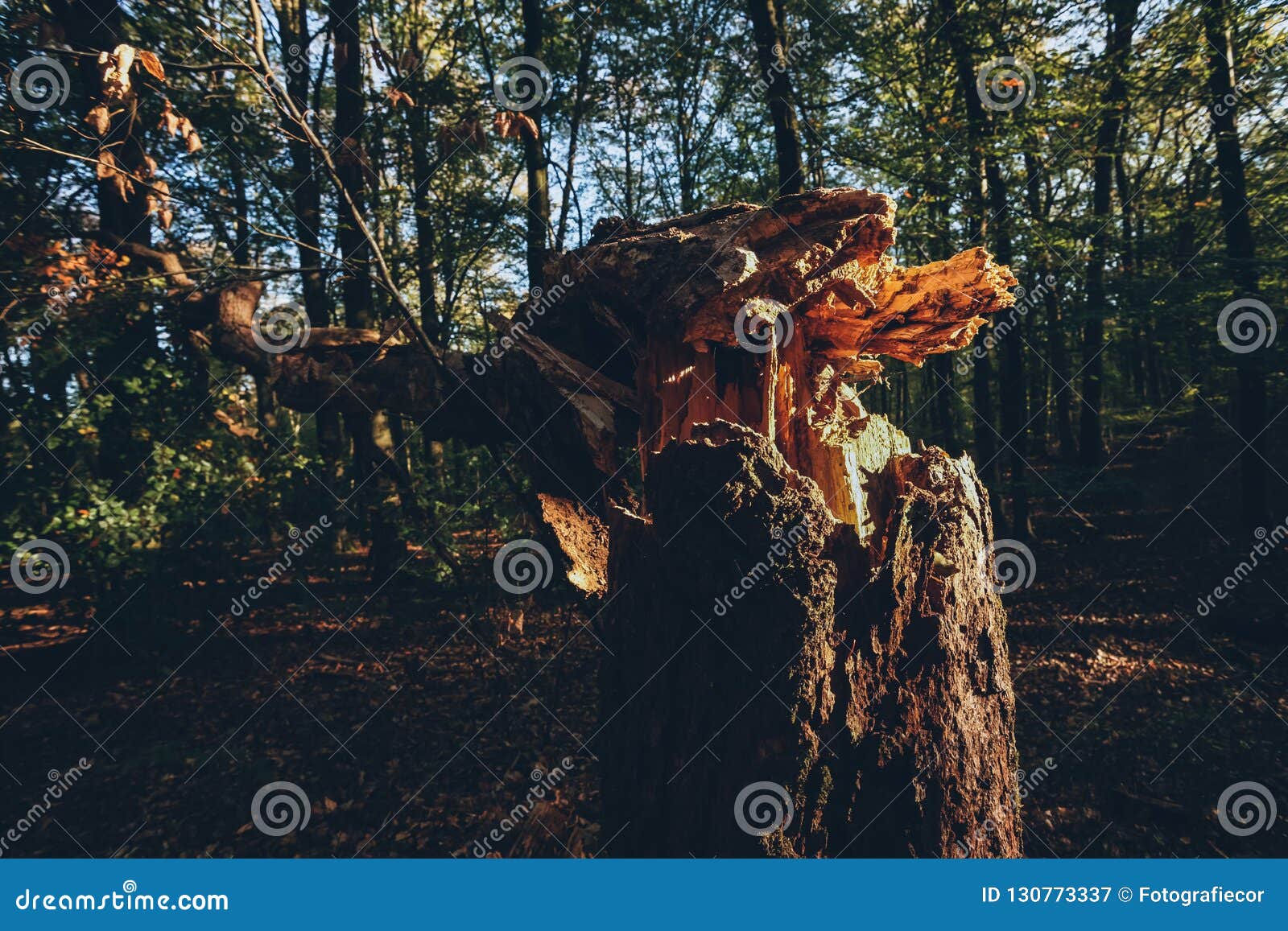 Blowed Down Tree in the Autumn Forest with Striking Sunlight. Stock ...
