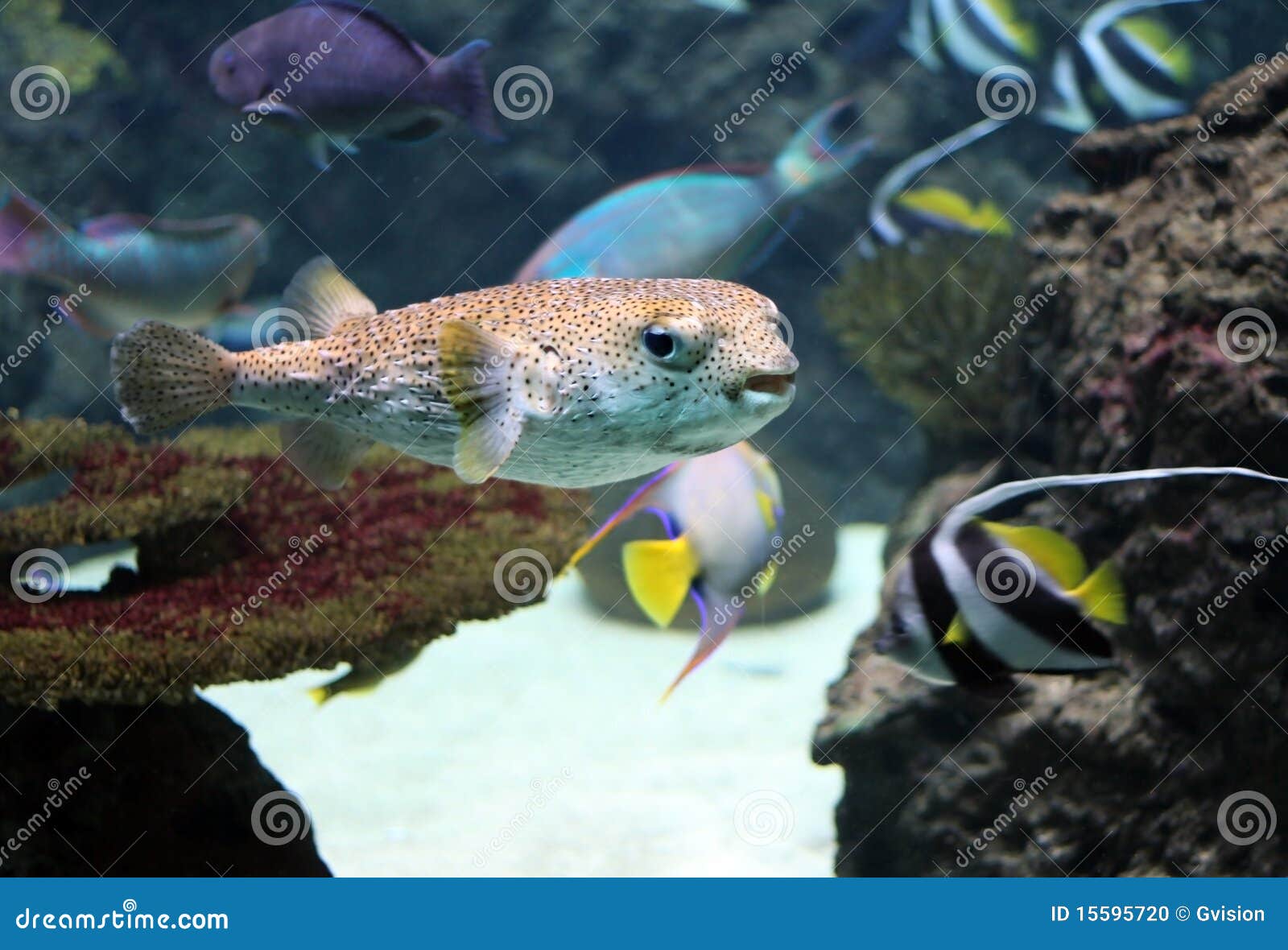 Blowfish stock photo. Image of tank, exotic, pufferfish - 15595720
