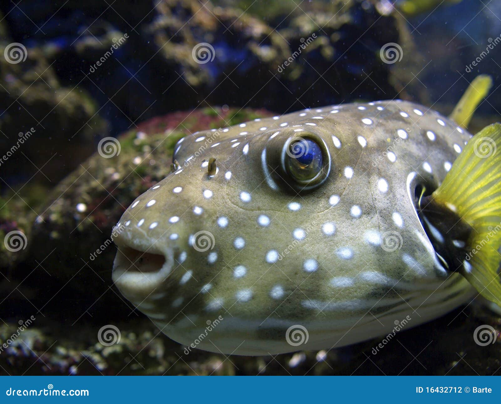 Blowfish stock photo. Image of underwater, fish, detail - 16432712