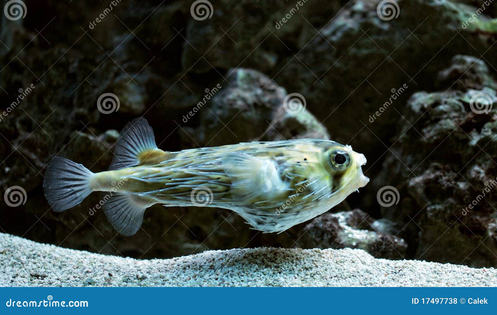 Blowfish stock photo. Image of pufferfish, fish, balloonfish - 17497738