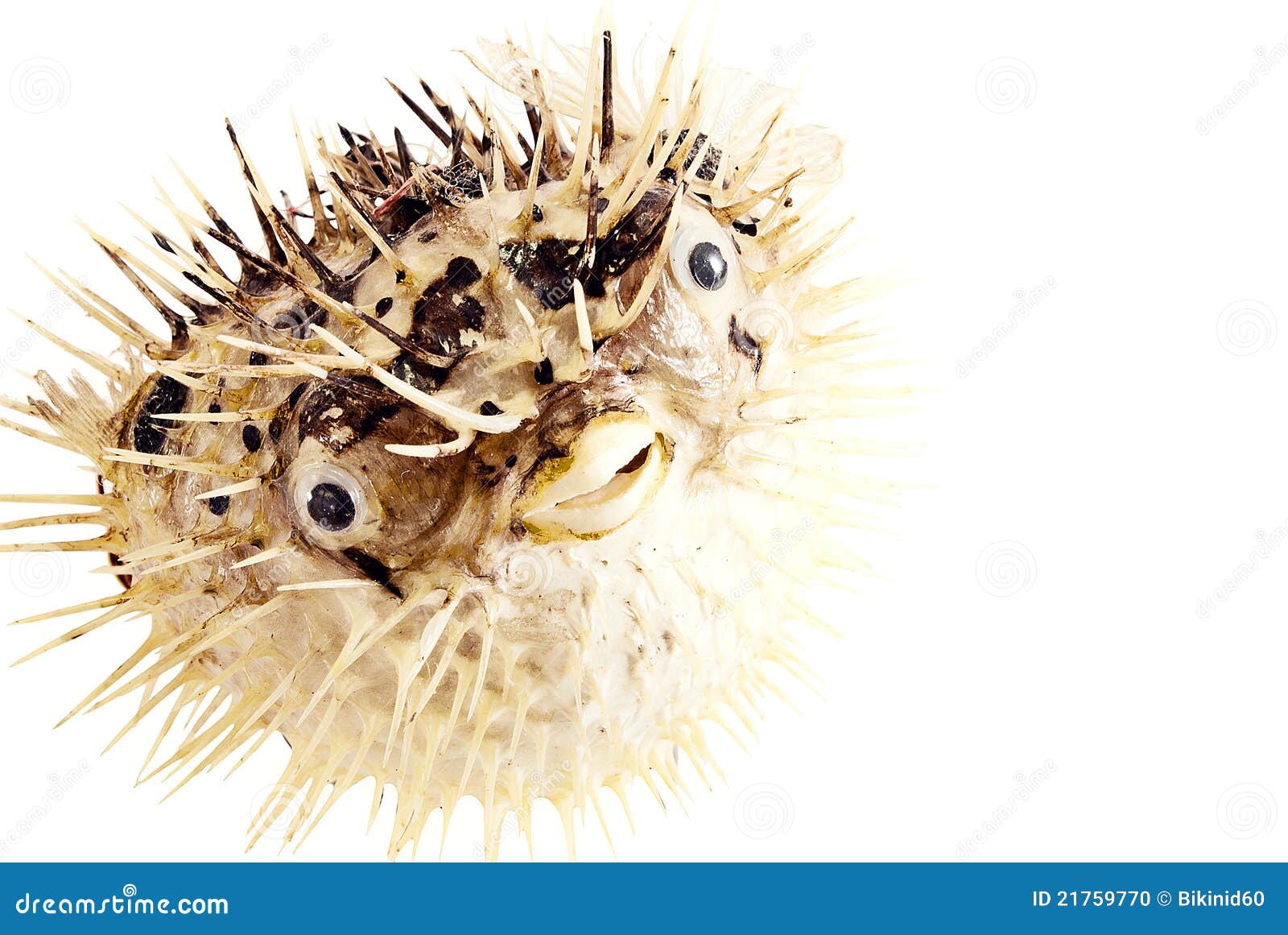 Blowfish. stock photo. Image of fish, prickly, balloon - 21759770