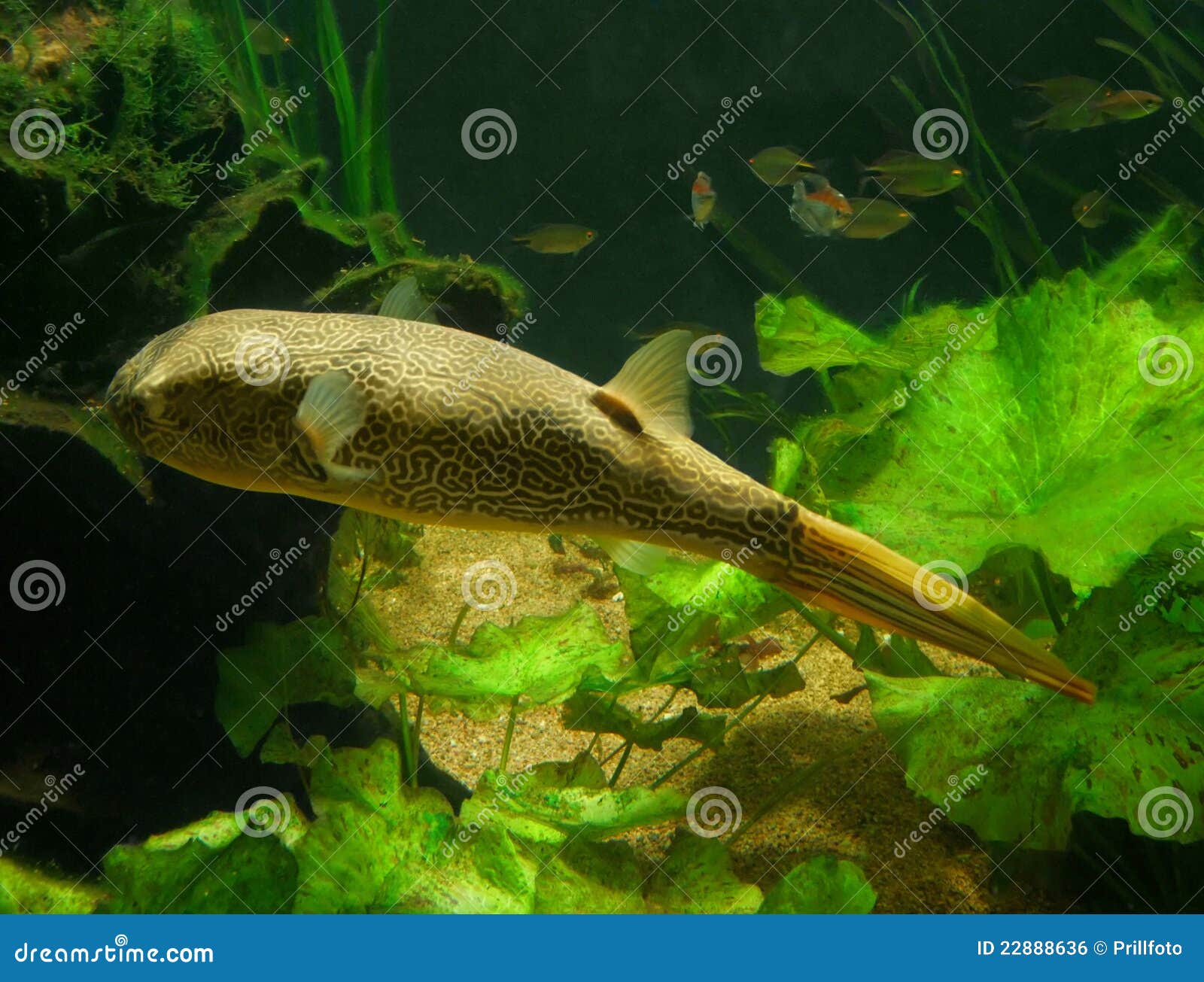Blowfish stock photo. Image of spotted, puffer, underwater - 22888636