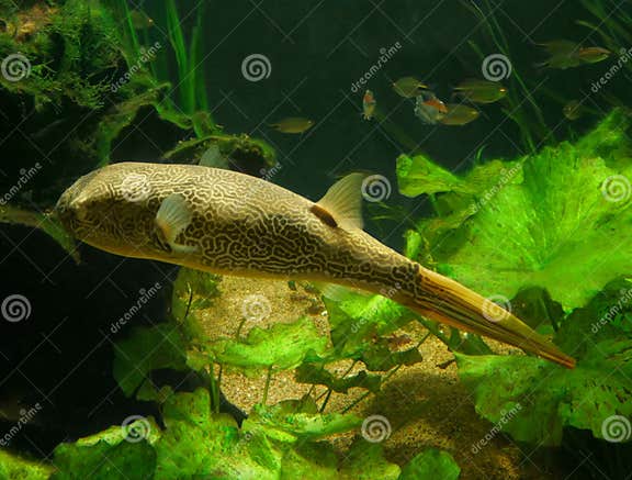 Blowfish stock photo. Image of spotted, puffer, underwater - 22888636