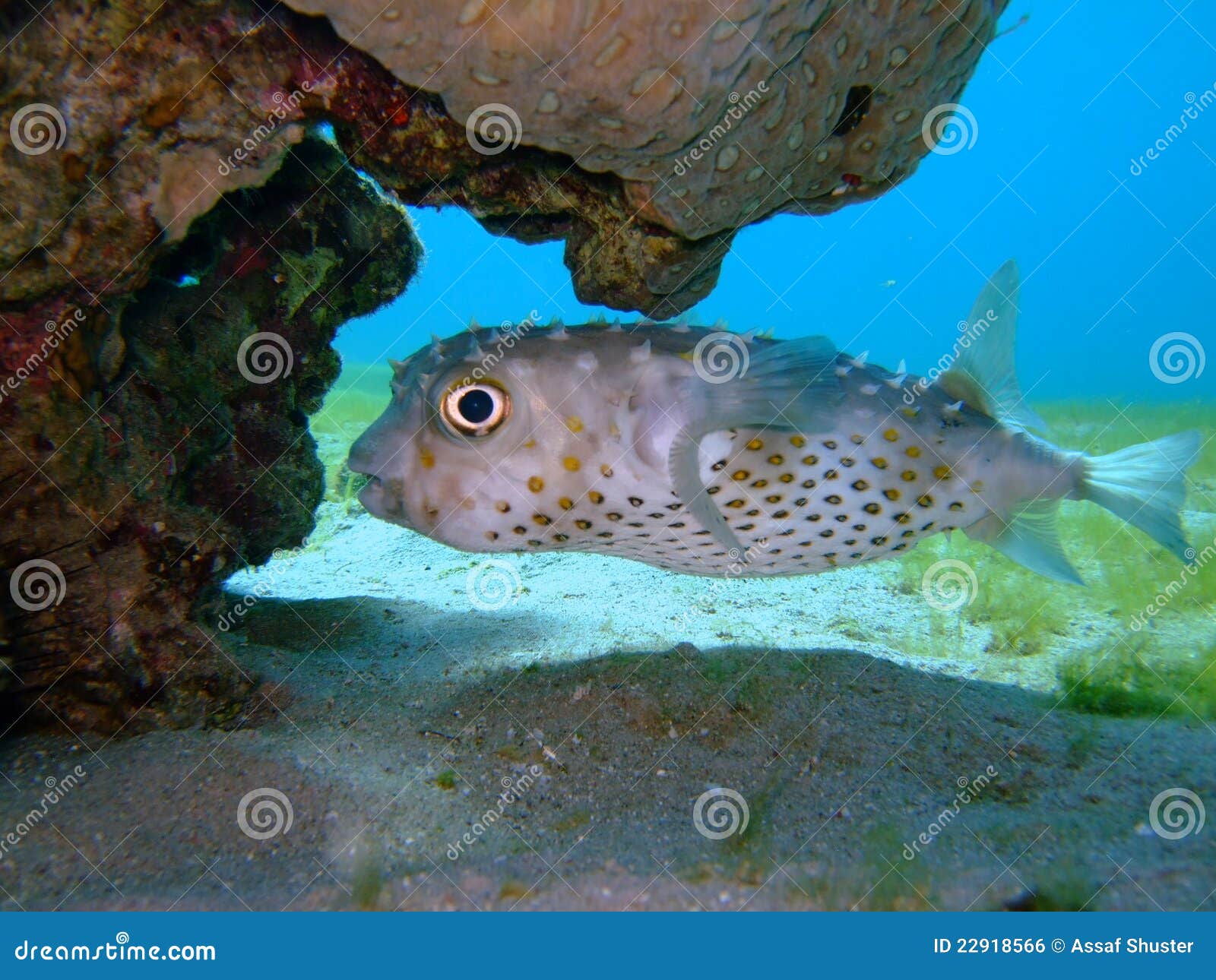 Blowfish stock photo. Image of life, scary, water, fish - 22918566