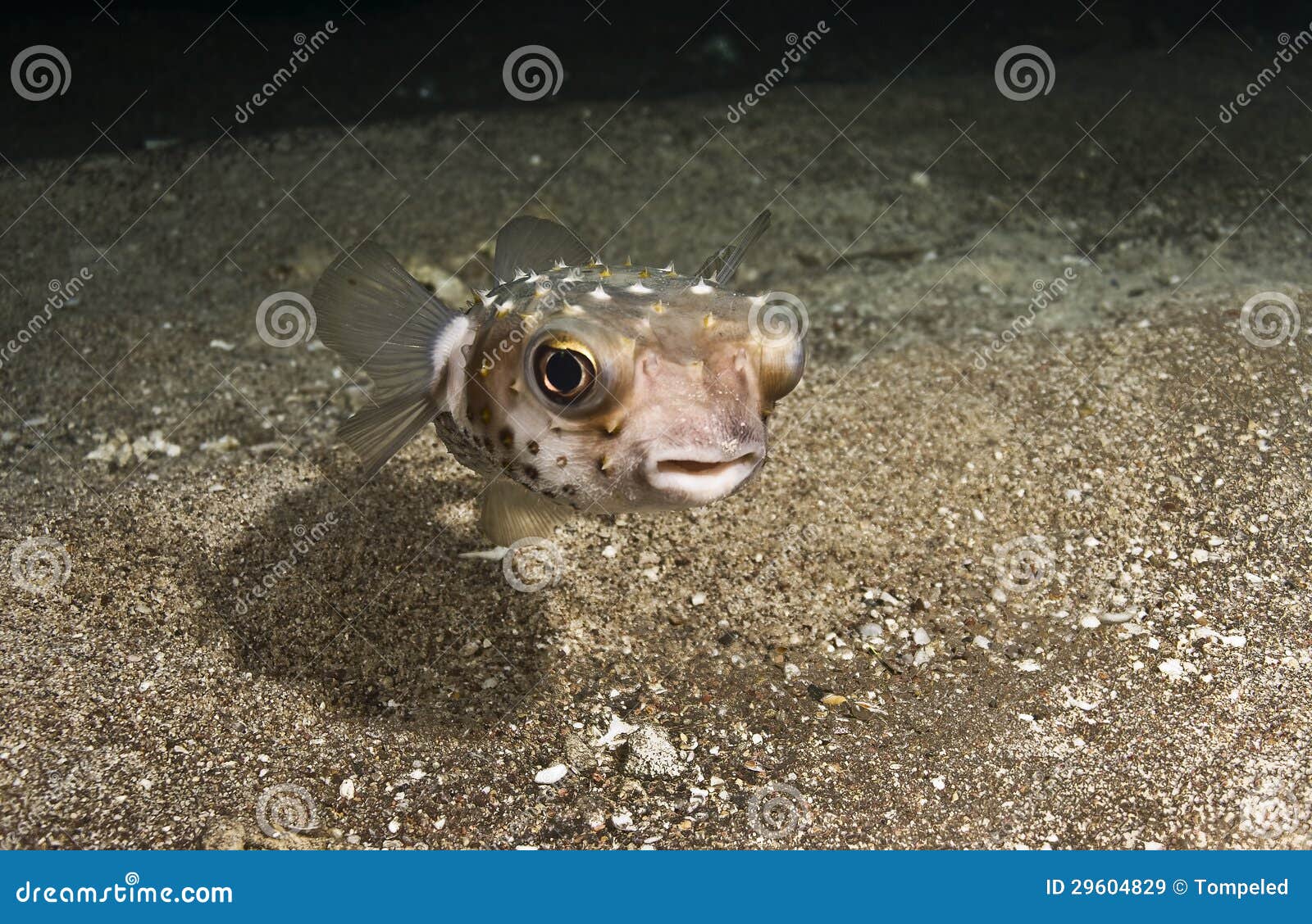 Blowfish stock image. Image of fish, undewater, spilostylus - 29604829
