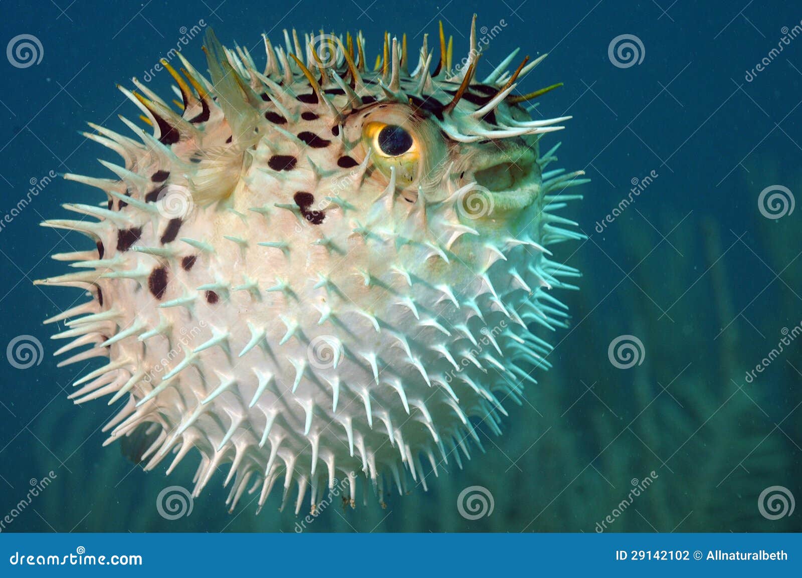 Blowfish or Diodon Holocanthus Underwater in Ocean Stock Photo - Image ...