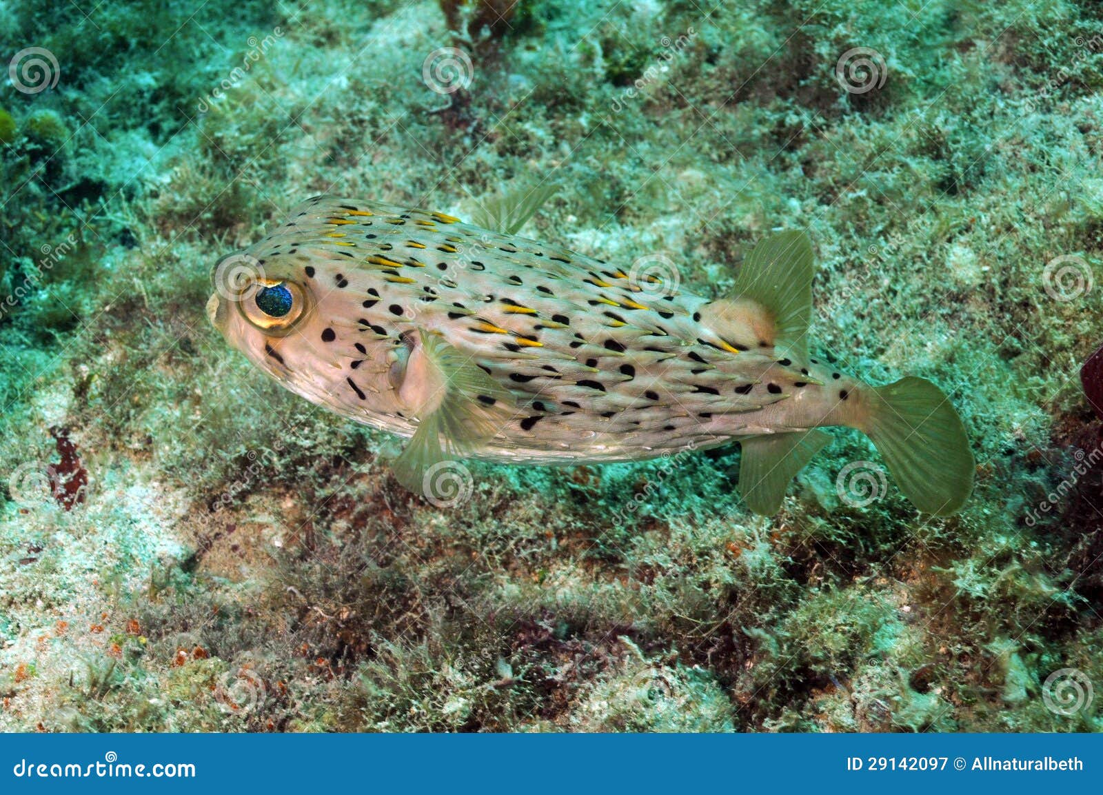 Blowfish in ocean stock image. Image of blowfish, poisonous - 29142097