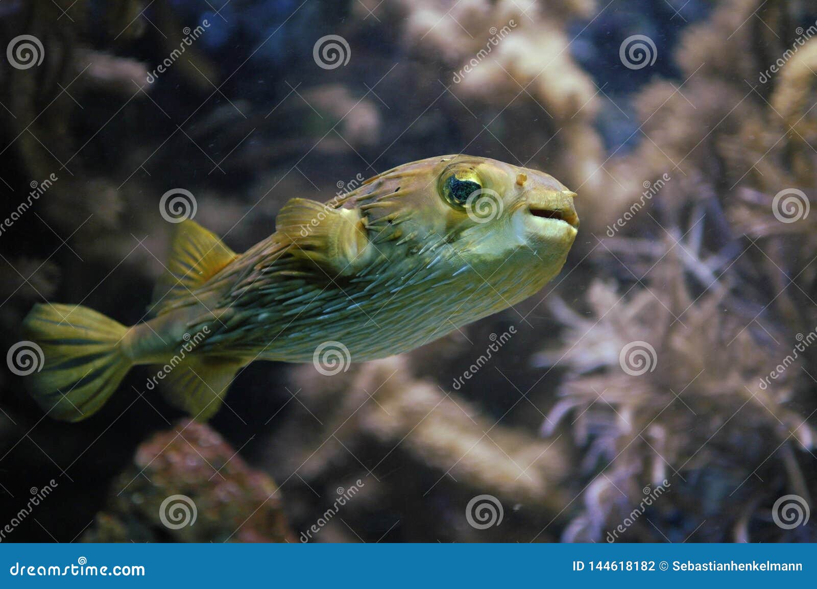 Blowfish swimming stock photo. Image of pacific, reef - 144618182