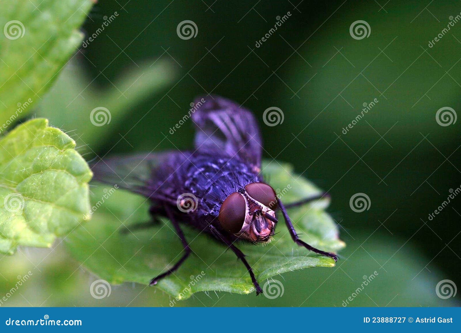 Blowfly stock image. Image of europe, july, autumn, indian - 23888727