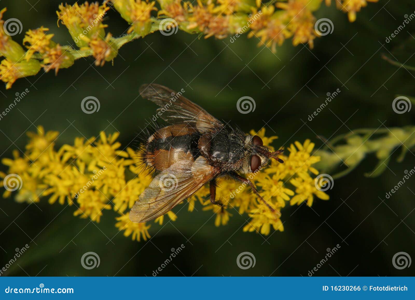 Blowfly (Calliphoridae) stock photo. Image of invertebrate - 16230266