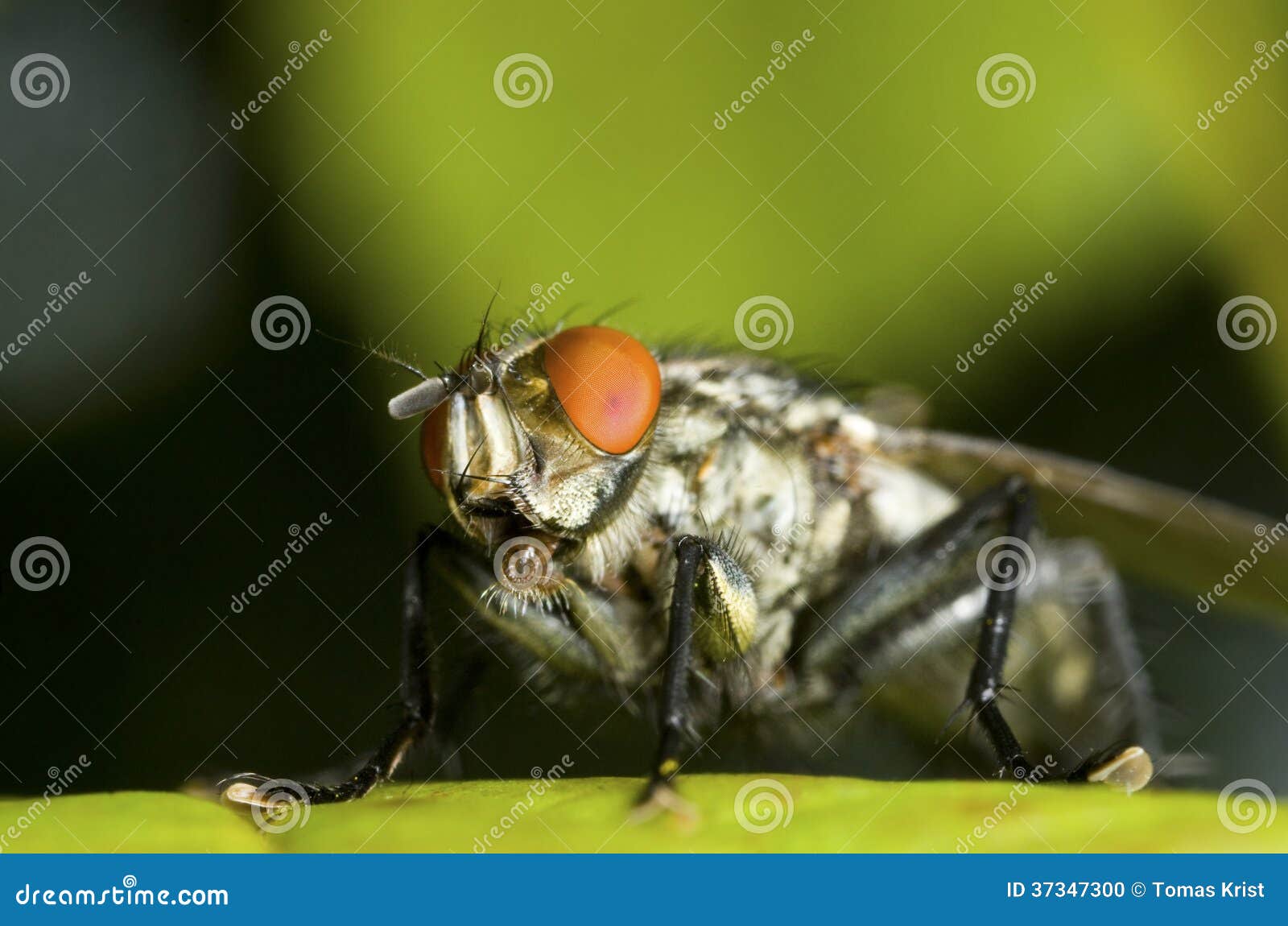 Blowfly close up stock photo. Image of close, nature - 37347300