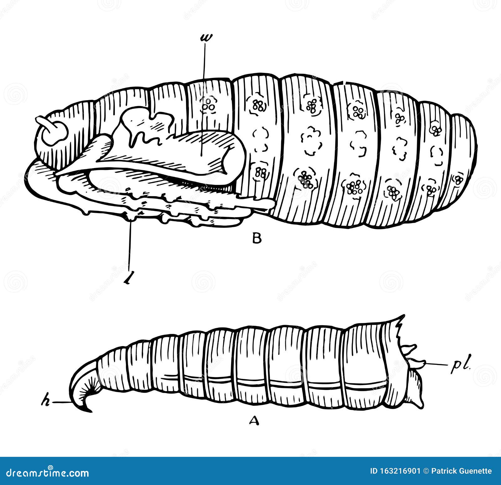 Blowfly Cartoons, Illustrations & Vector Stock Images - 41 Pictures to ...