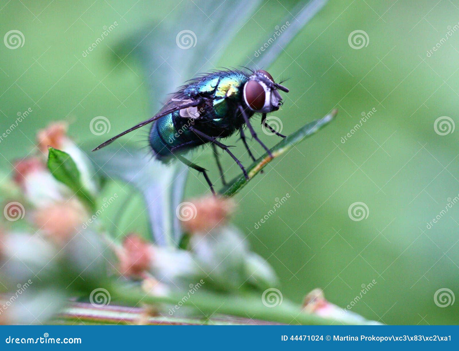 Blowfly stock photo. Image of blowfly, grass, nature - 44471024