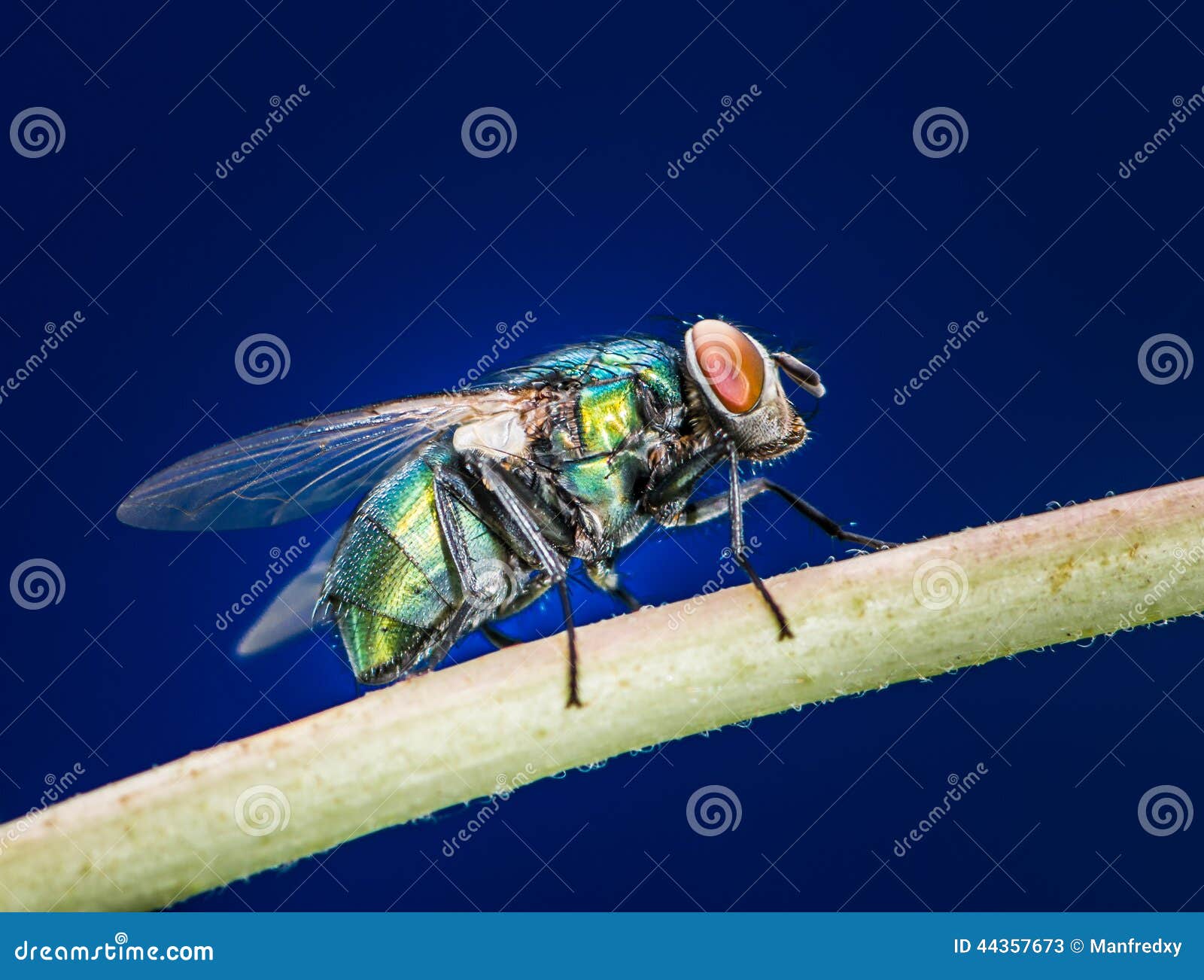 Blowfly stock image. Image of macro, animal, wing, blowfly - 44357673