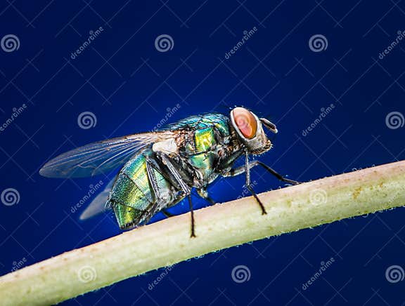 Blowfly stock image. Image of macro, animal, wing, blowfly - 44357673