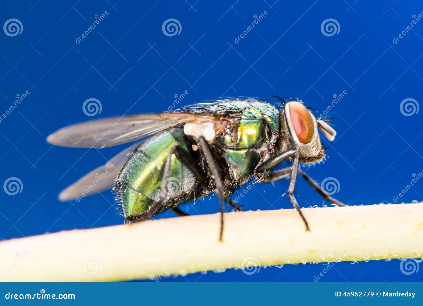 Blowfly stock image. Image of housefly, insect, closeup - 45952779