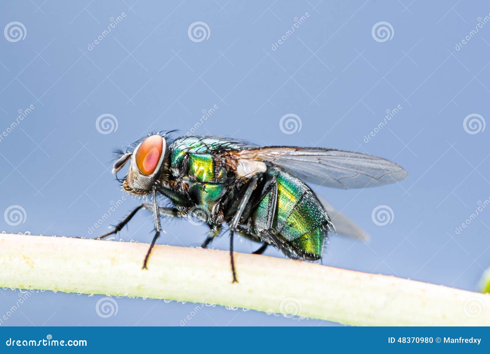 Blowfly stock photo. Image of animal, wildlife, bluebottle - 48370980