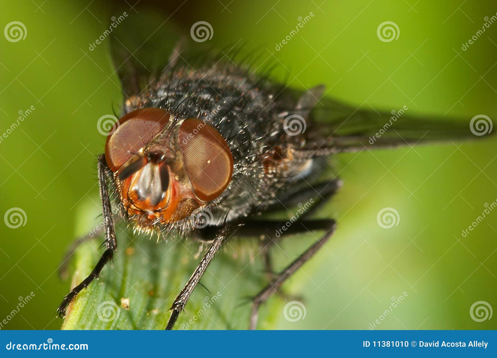 Blowfly ( Sarcophaga Carnaria ) Stock Photo - Image of wings, blowfly ...