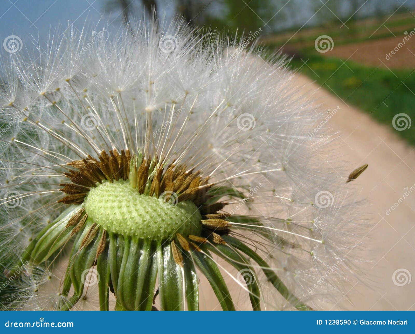 Blowing stock photo. Image of environement, blowing, closeup - 1238590