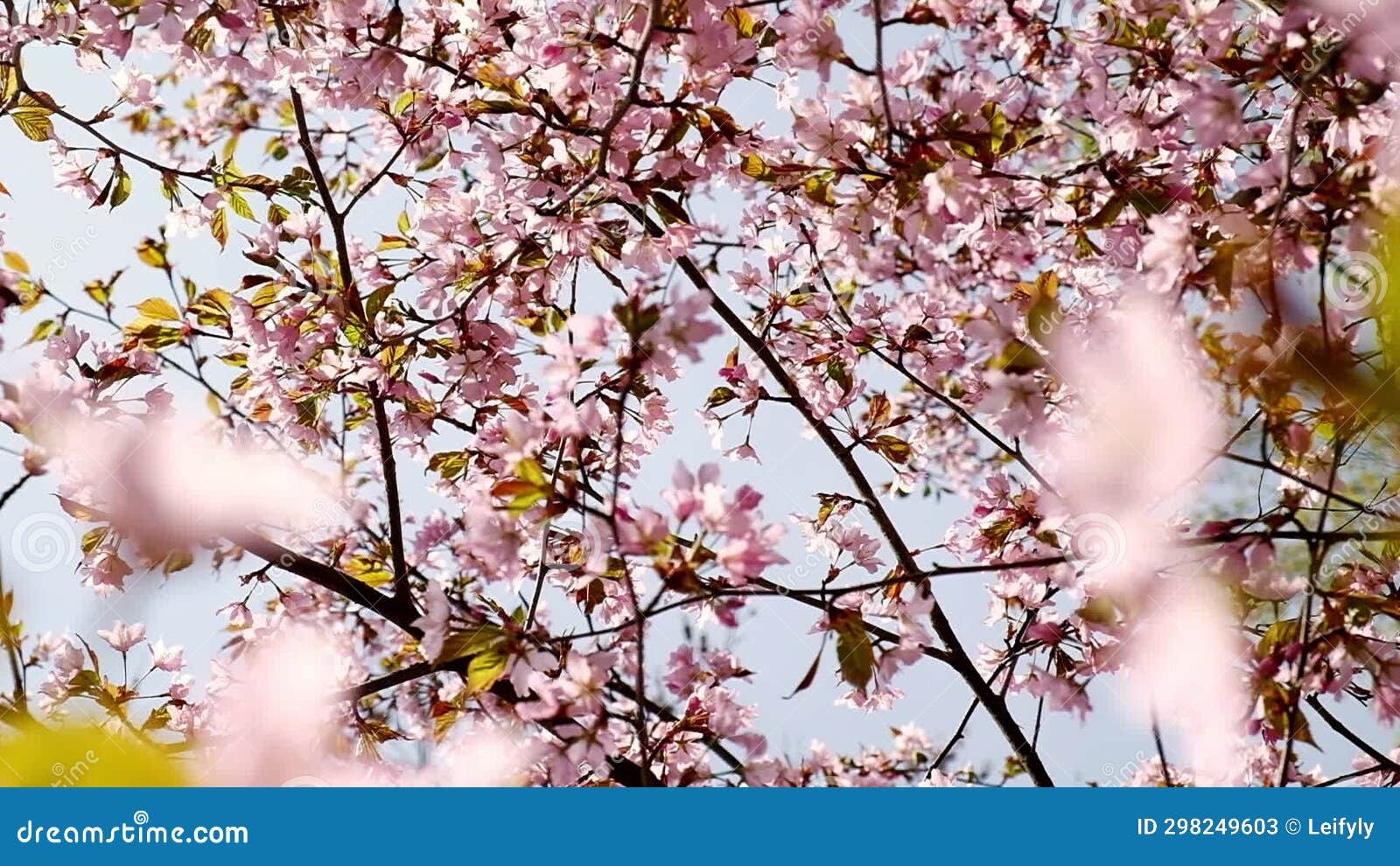 Blowing Cherry Blossoms Under Blue Sky in Spring. Fluttering in the ...