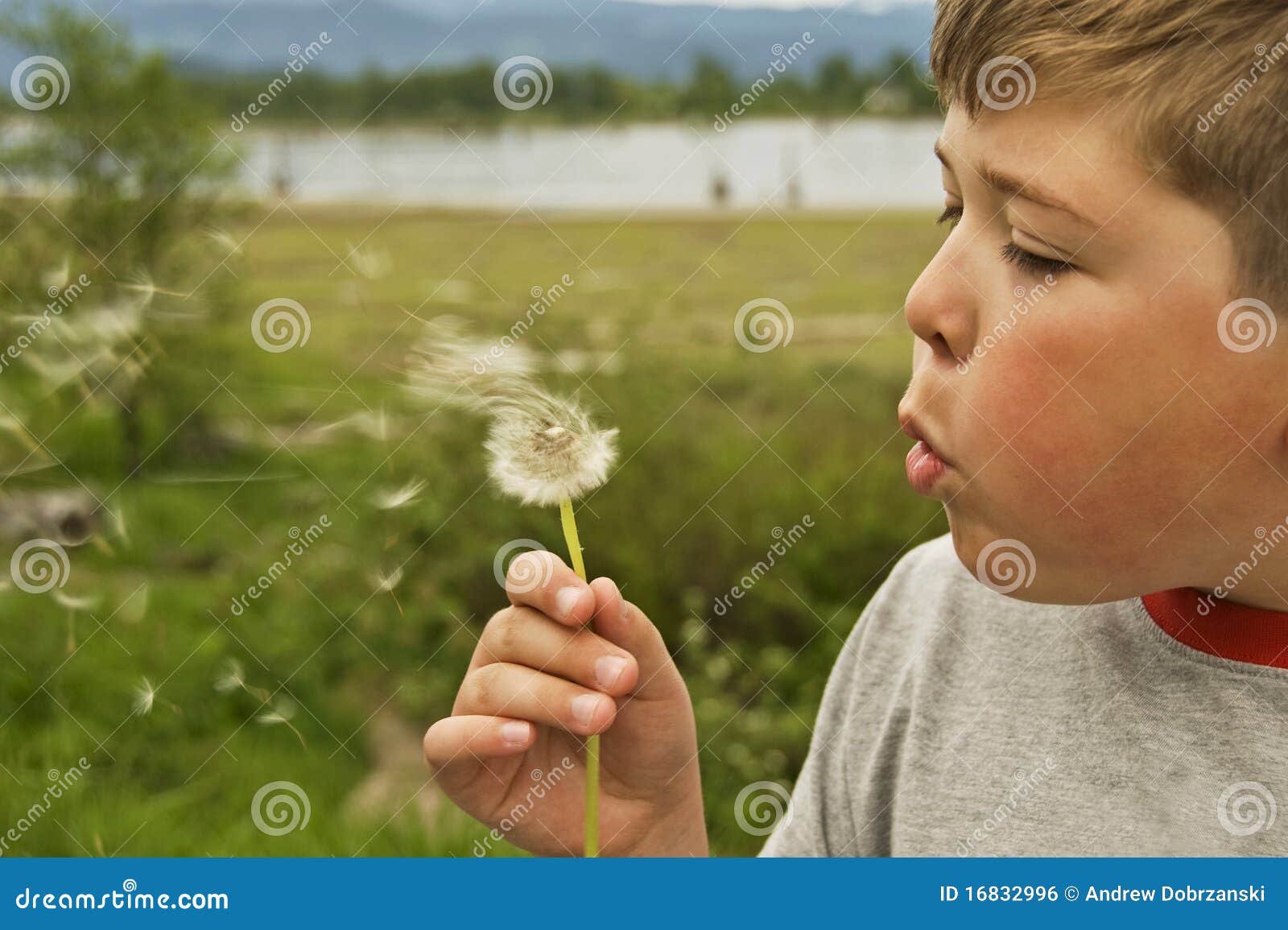 Blowing on a Dandelion stock photo. Image of happiness - 16832996