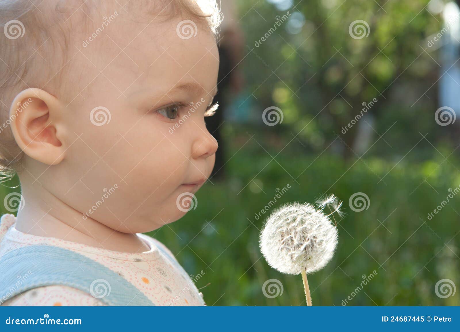 Blowing on dandelion stock image. Image of leisure, dandelion - 24687445