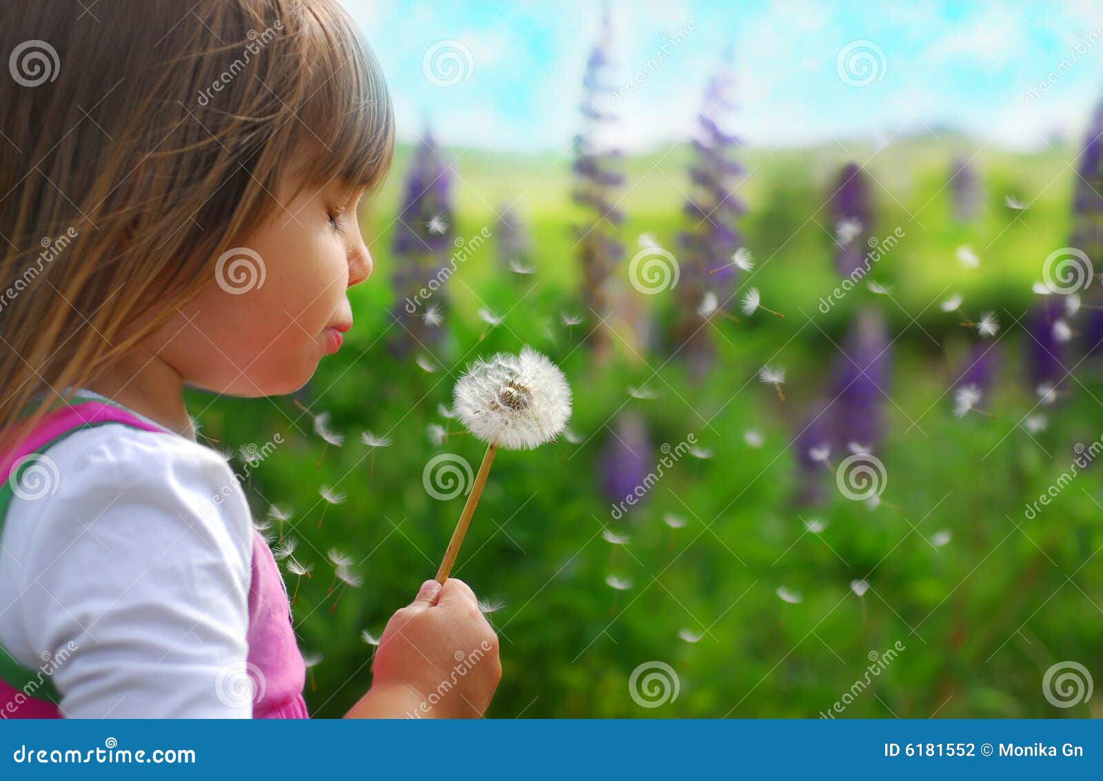 Blowing dandelion 3 stock photo. Image of lupin, pretty - 6181552