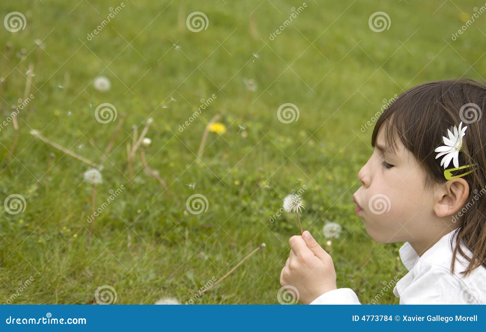 Blowing a dandelion stock photo. Image of release, plant - 4773784