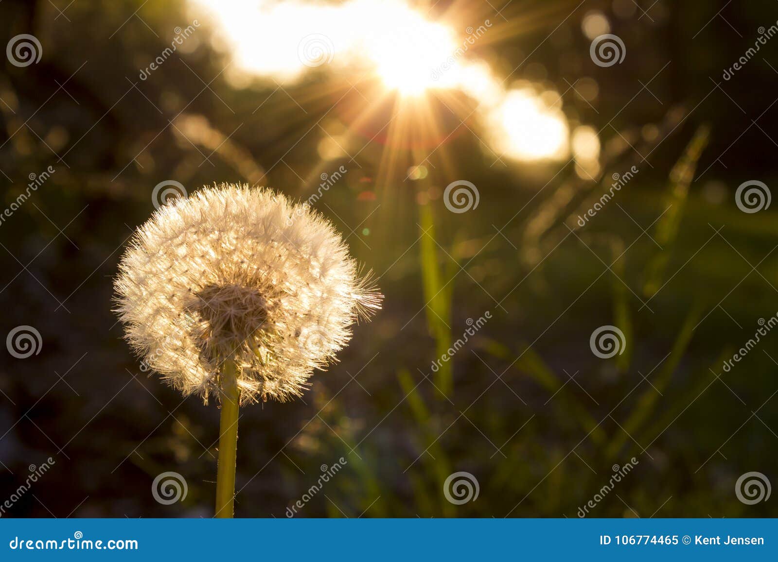 Blowing Dandelion in the Sunset Stock Image - Image of blow, spring ...