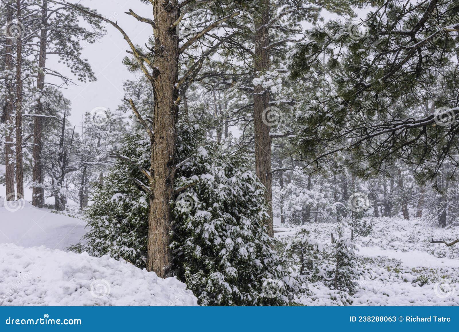 Blowing Snow Covers the Trees and Powder Covers the Floor. Stock Image ...
