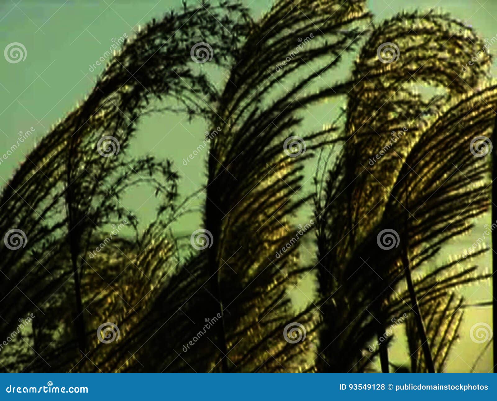 Blowing Weeds Picture. Image: 93549128