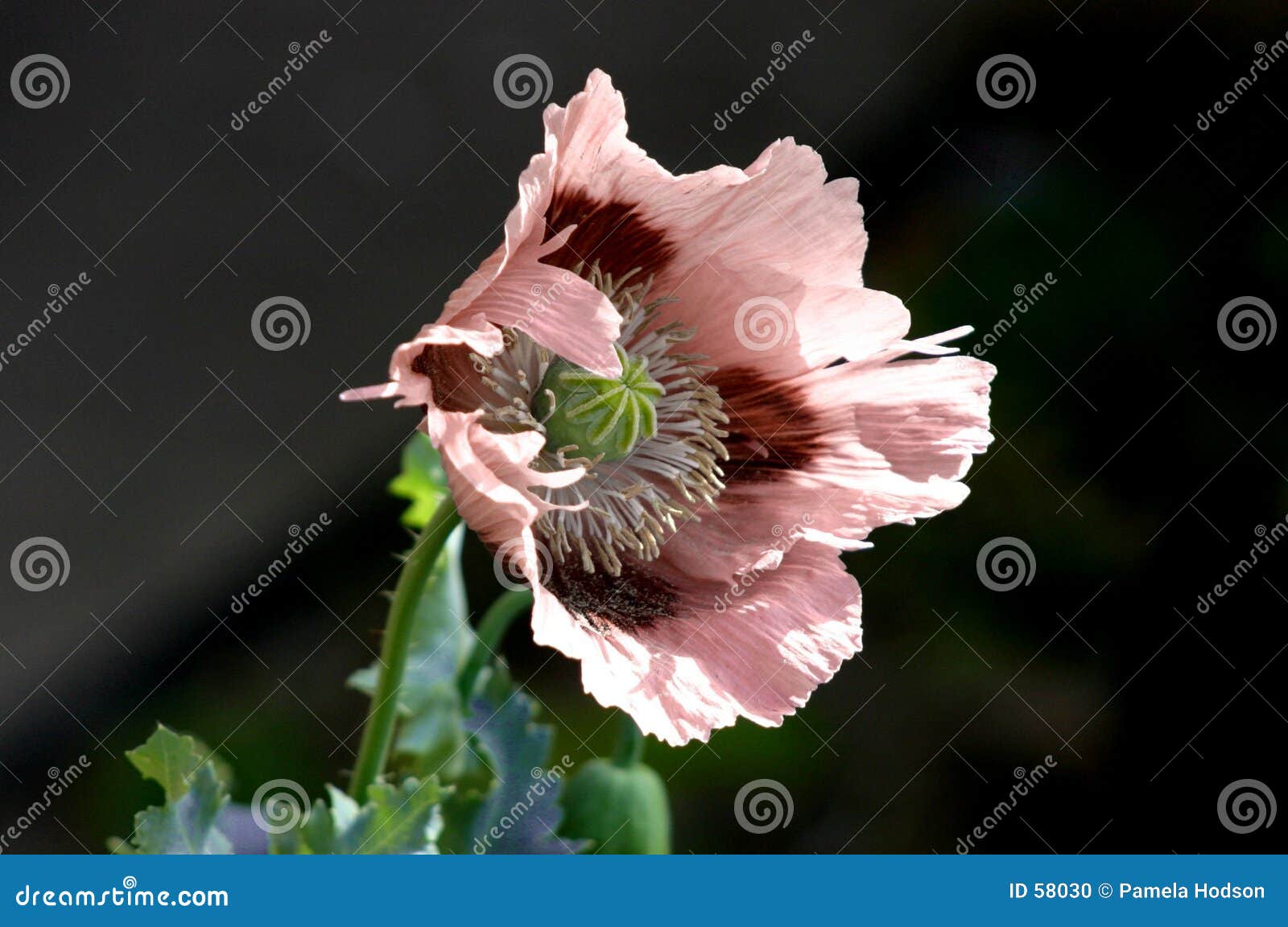 Blowing in the wind stock photo. Image of nature, blowing - 58030