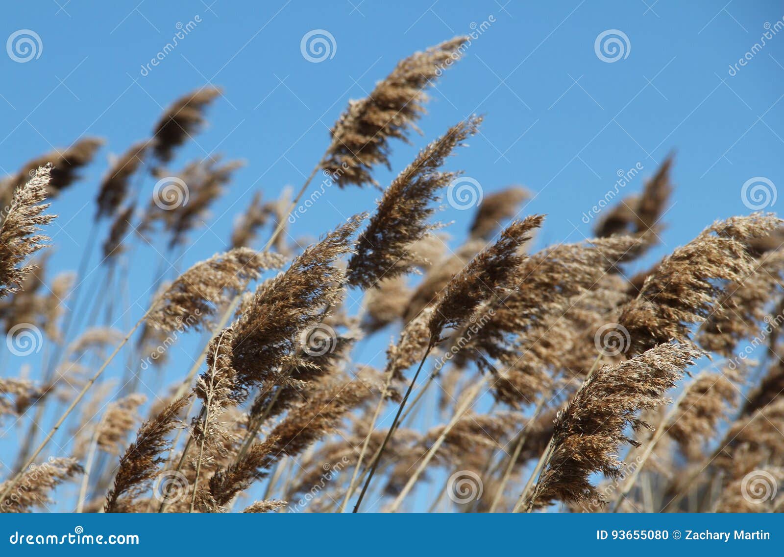 Blowing in the wind stock photo. Image of autumn, stem - 93655080
