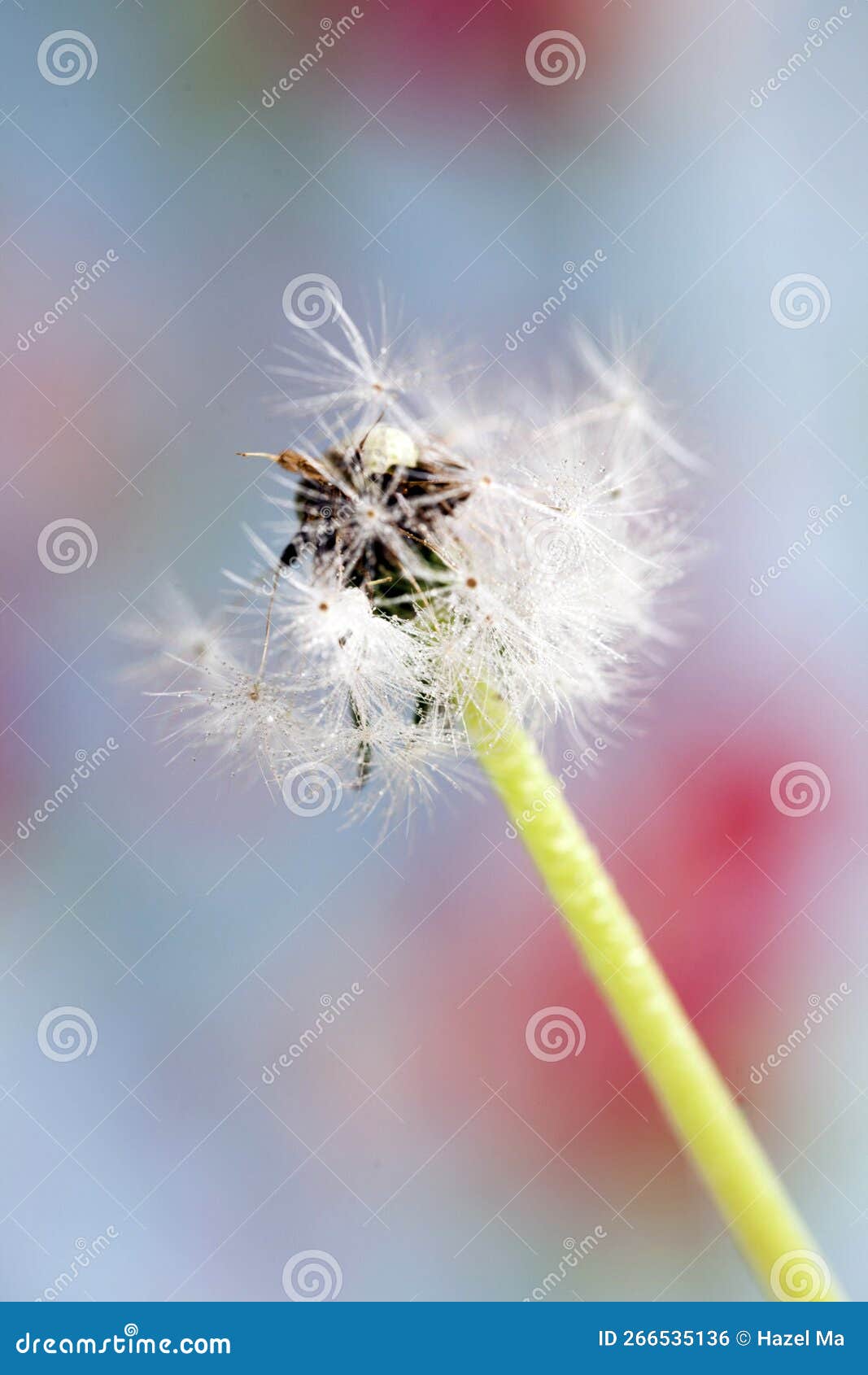 A Blown Dandelion on a Color Background Stock Photo - Image of nature ...
