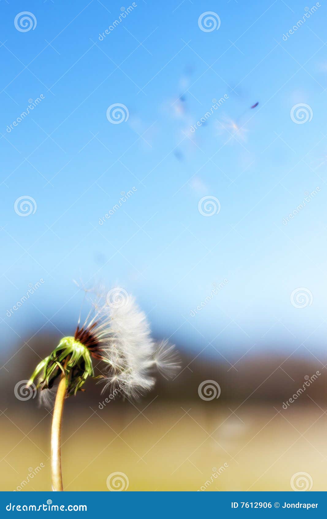 Blown Dandelion stock photo. Image of blue, plant, sharp - 7612906